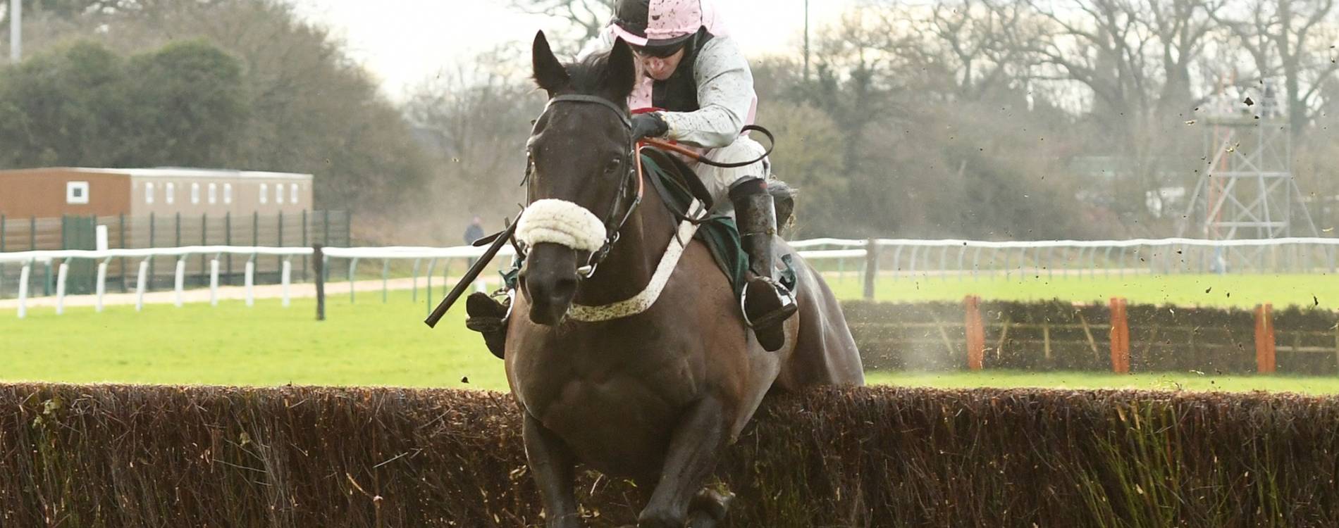 Four-legged Friend Race Day Tickets | 9 Mar 2025 | Warwick Racecourse ...